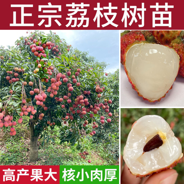 Lychee saplings, ice lychee seedless concubines, Xiaoxian Jinfeng ...
