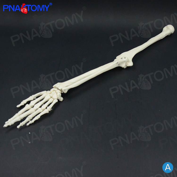 Pnatomy Human Hand & Limb Bone Model - Pnt-1108