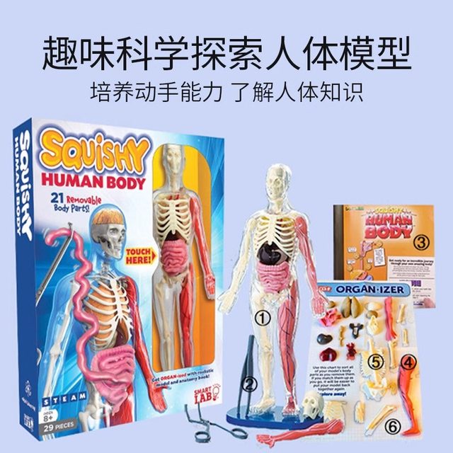 American smartlab human body model skeleton structure visceral medical ...