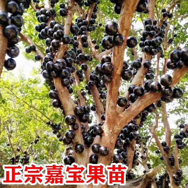 Jiabao Fruit Tree Grape Four Seasons Said Red Concubine Sabah Aisca ...