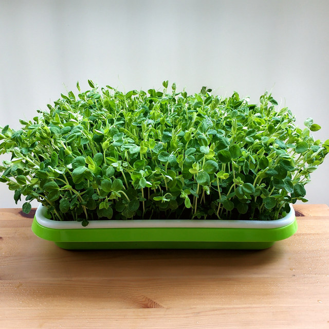 New products of pea seedlings are self-planted and hydroponiced by ...