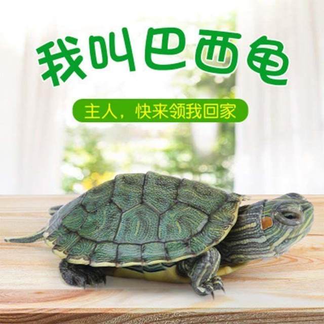 Brazilian small turtle, live pet turtle, Brazilian turtle, water turtle ...