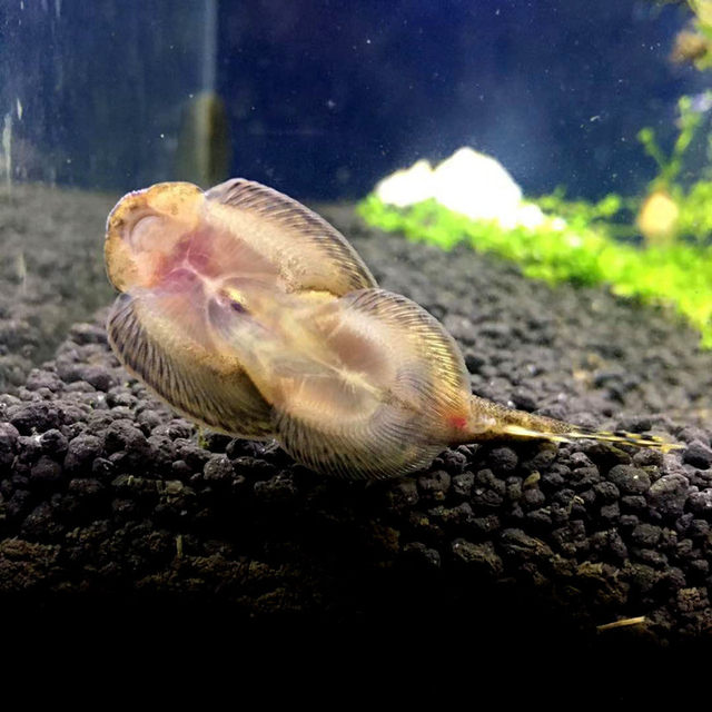 Cold water scavenger sucking loach, Guizhou rock climbing loach ...