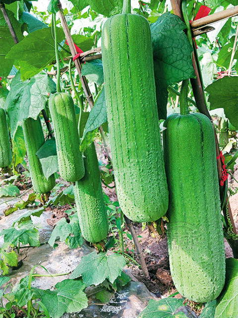 Meat loofah seeds seeds seeds seeds, solitary seeds, seedlings ...