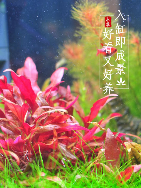 99 kinds of medium and background water grass carp tank aquarium grass ...