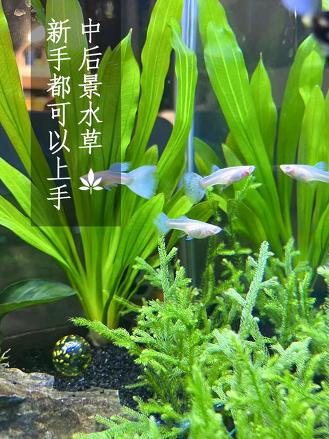 99 kinds of medium and background water grass carp tank aquarium grass ...