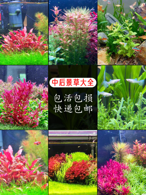 99 kinds of medium and background water grass carp tank aquarium grass ...