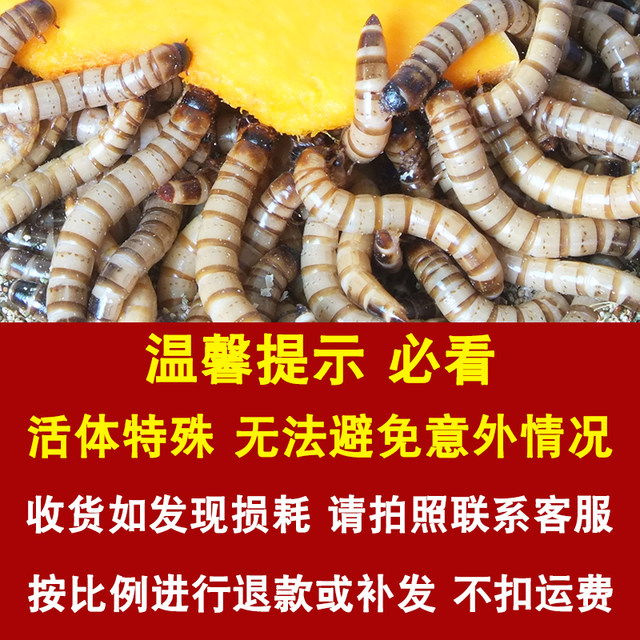 Barley worms, live worms, bread worms, large mealworms, golden dragon ...