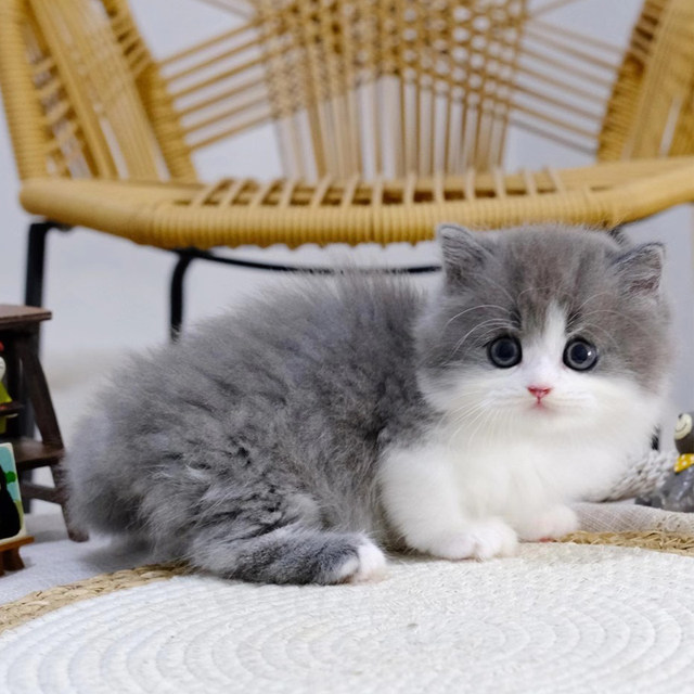 Shanghai local cat house Mankikang short-legged short-legged cat ...