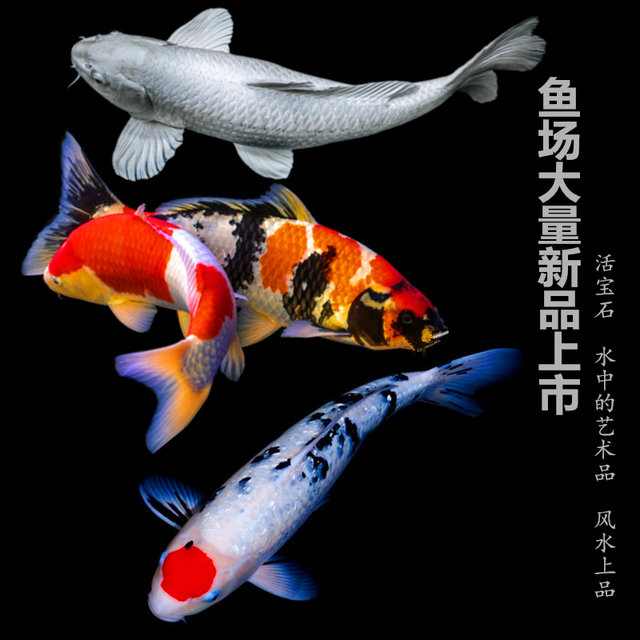 Koi fish, large ornamental fish, freshwater fish, cold water fish, easy ...