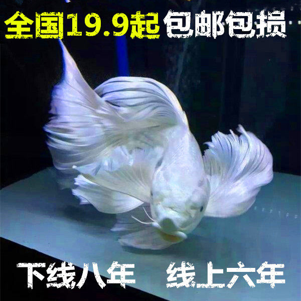 Taiwan butterfly carp authentic Platinum Dragon and Phoenix Ornamental ...