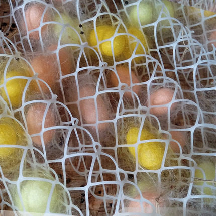 Student Silkworm Raising Set Silkworm Baby Cocoons Net Silkworm Raising ...