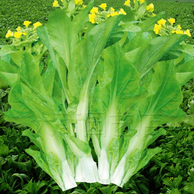 Sweet, crisp, early-maturing cabbage moss seeds, vegetable seeds ...