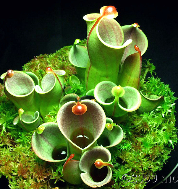 Carnivorous plant small sun Sarracenia cute moss tank fish tank ...