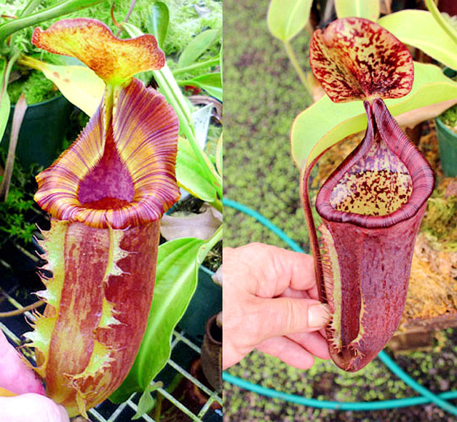 Lowe's pig surprise, glandular saddle-shaped pitcher plant, carnivorous ...