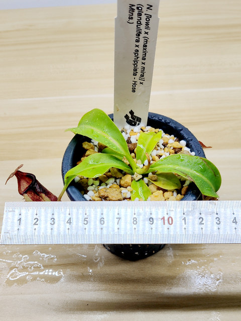 Lowe's pig surprise, glandular saddle-shaped pitcher plant, carnivorous ...