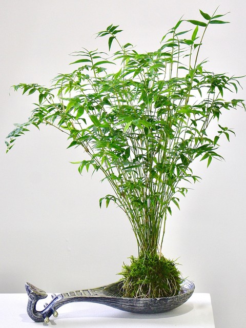 Rice bamboo hydroponic moss ball plant indoor potted microscopic bonsai ...