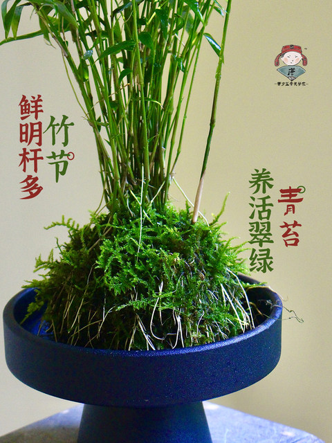 Rice bamboo hydroponic moss ball plant indoor potted microscopic bonsai ...