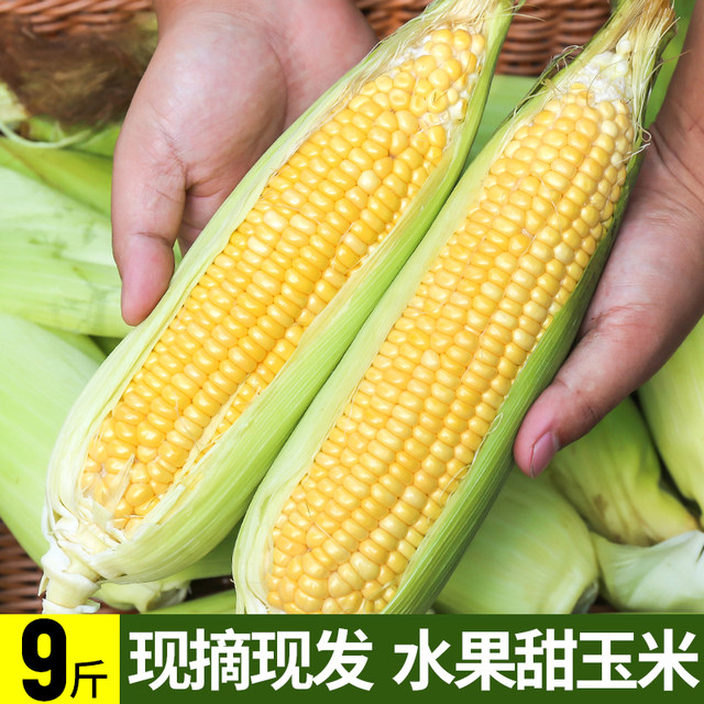 Fresh fruit corn sweet and glutinous corn freshly picked corn tender ...