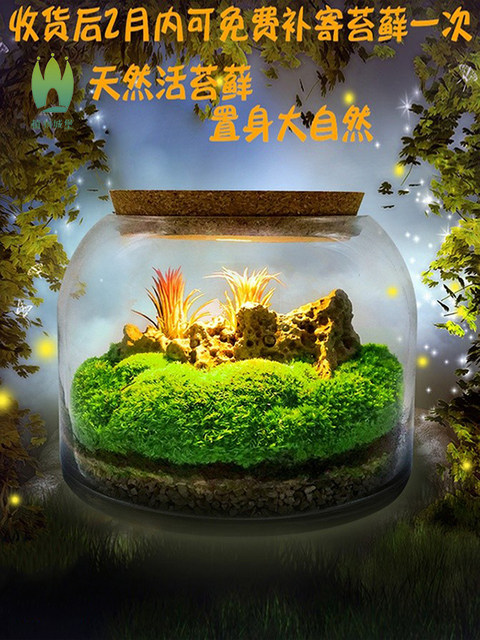 Hats Moss Motor Micro Landscape Ecological Bottle glass tank stuffy ...