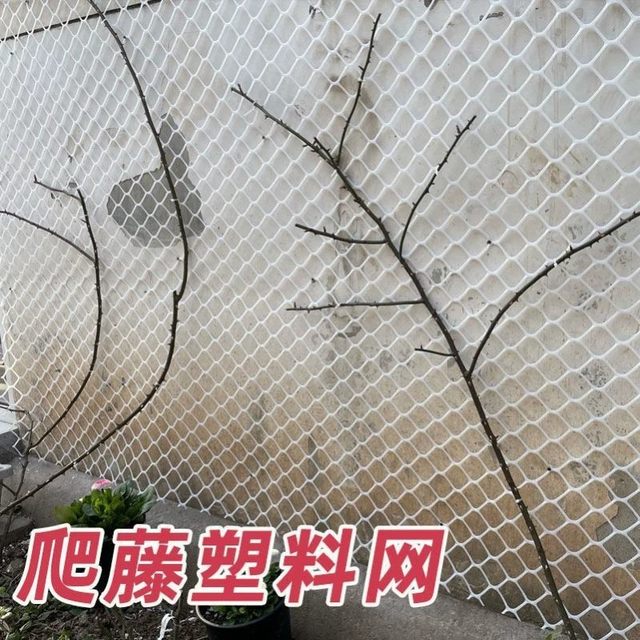Rose flower wall frame grid plant climbing frame climbing rattan net ...