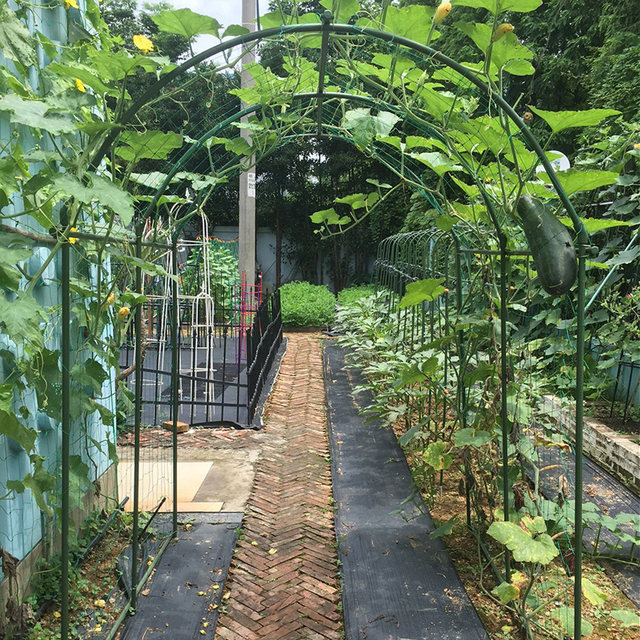 Cucumber climbing vine rack gardening vegetable support plant vine rack ...