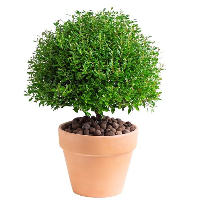 Small leaf red nan plant potted old pile flower bonsai office good four ...