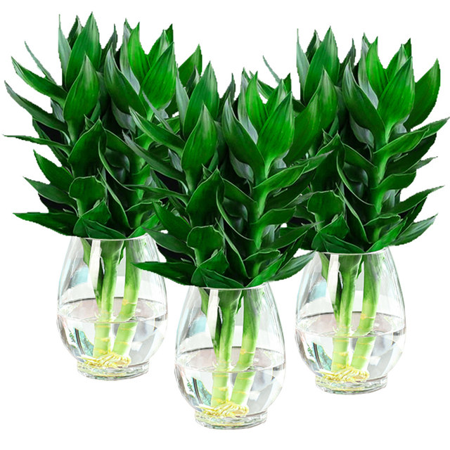 Guanyin bamboo hydroponic plant rich bamboo succulent green plant green ...