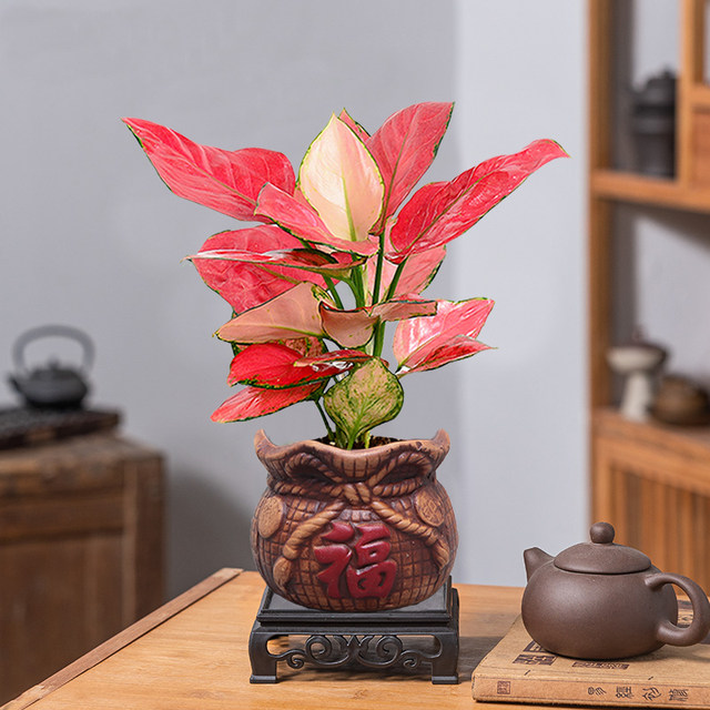 Geely red potted green flowering flower room living room ceramic bonsai ...