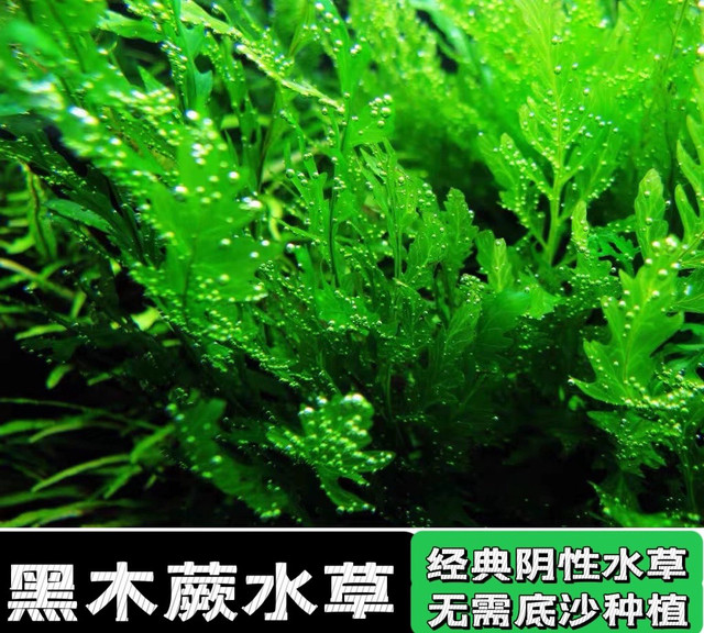 Dwarf black wood fern, black wood fern, fine-leaf iron fork leaf ...