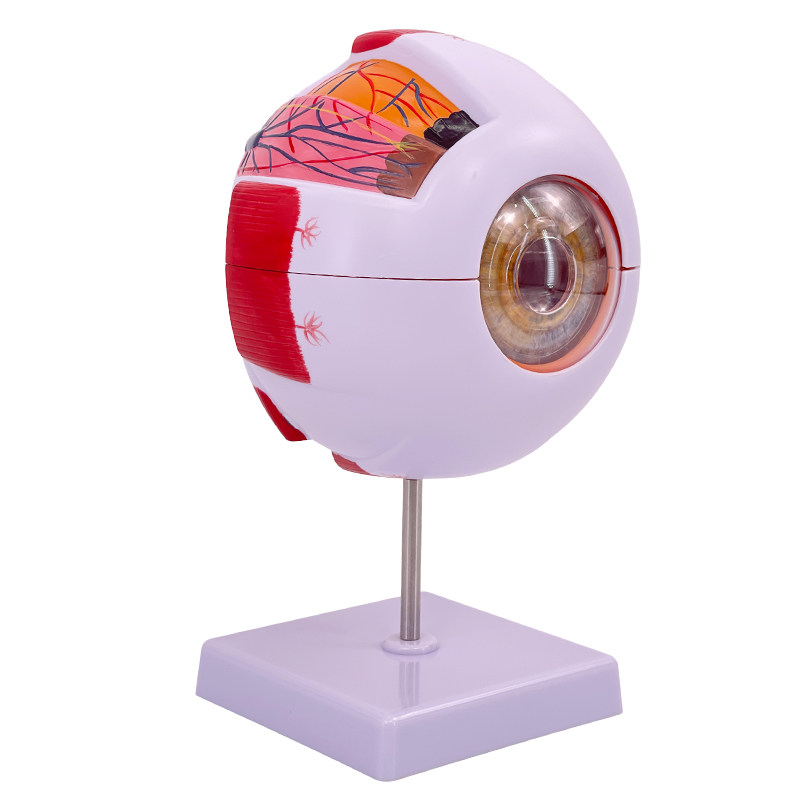 Human Eyeball Model 6 Times Magnified | ENT Eye Structure Anatomy ...