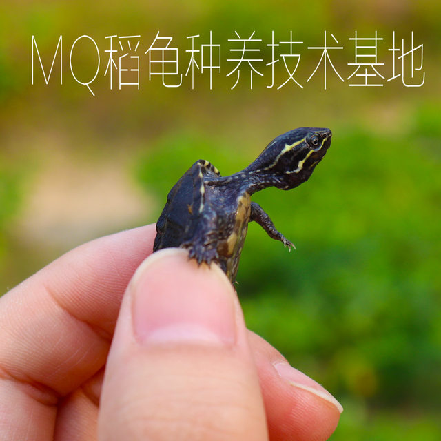 Outdoor pond ornamental musk turtle seedlings live egg turtle deep ...