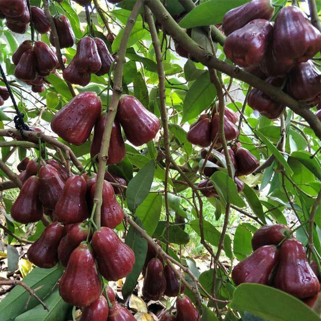 Lianwu saplings grafted with Taiwan's brown sugar Barbie Black King ...