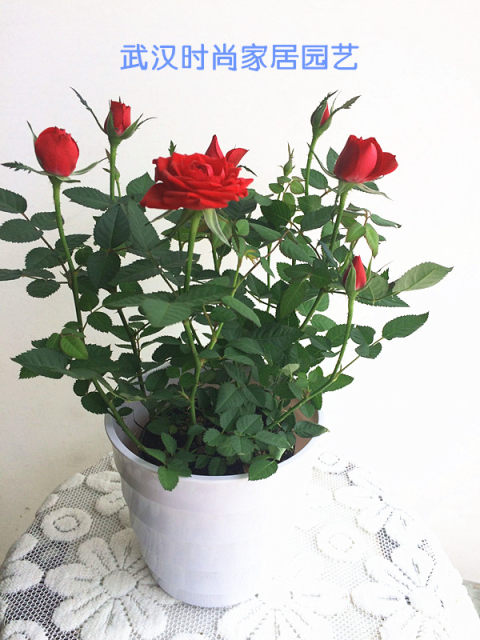 Fashionable home gardening balcony courtyard small European rose flower ...