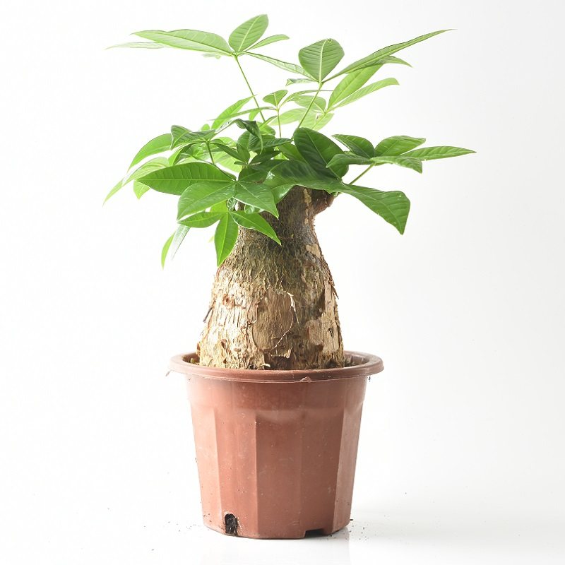 Money tree single pole tree stump tree head sapling indoor air ...