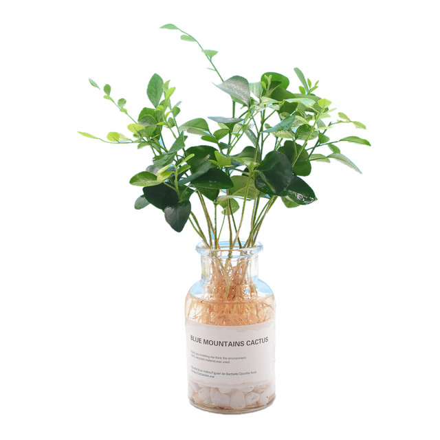 Hydroponic indoor plant money tree podocarpus green plant spring ...