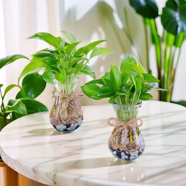 Hydroponic pothos indoor flowers that are good for all seasons ...