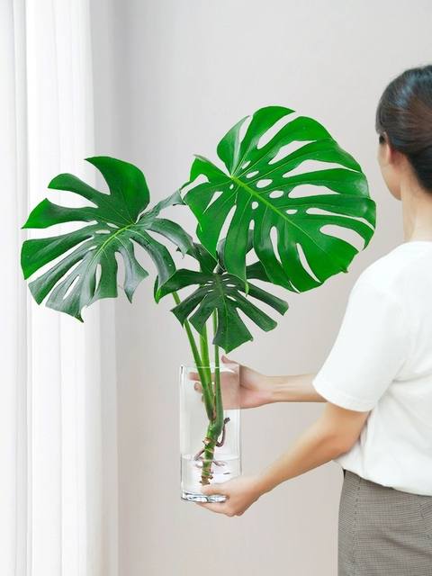 Hydroponic Monstera deliciosa water-cultured indoor air-purifying four ...