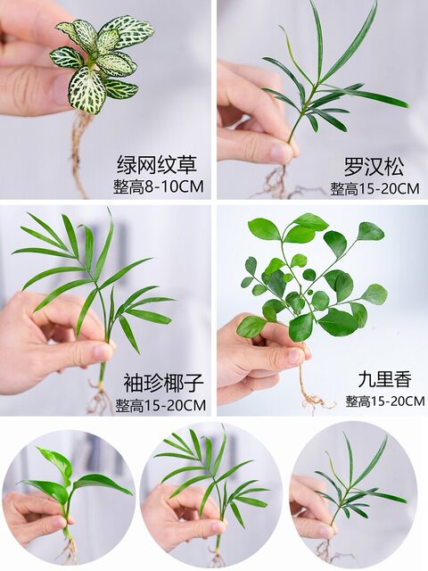 Mini small green plant Potato white palm red palm green cypress bamboo ...