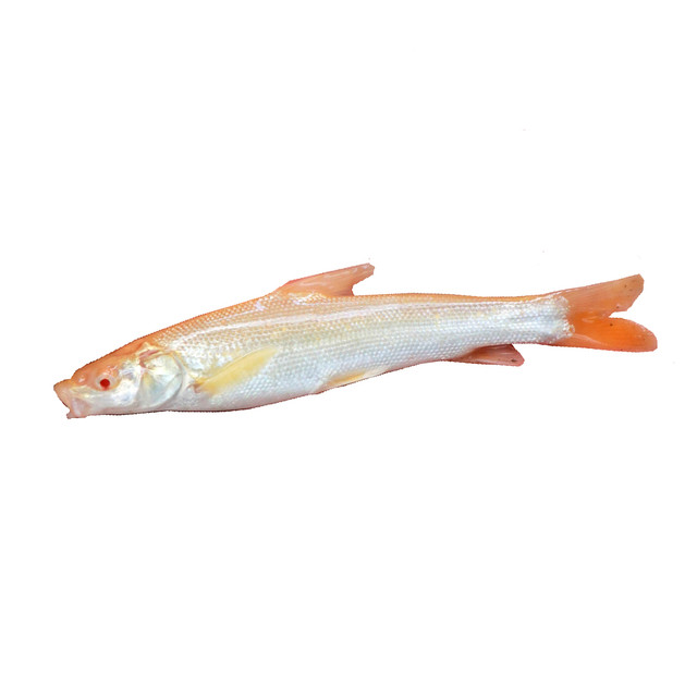 Red-eyed cod fry, Bai Zi Lucky Dragon, red-eye, red-eyed silver cod fry ...