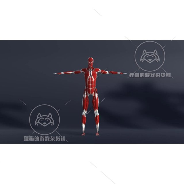 Unity Human Female Woman Anatomy Muscle Female Skeleton Model 1.0