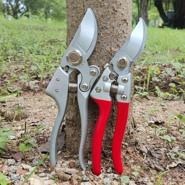 Powerful branches Cut stainless steel garden scissors and fruit tree ...