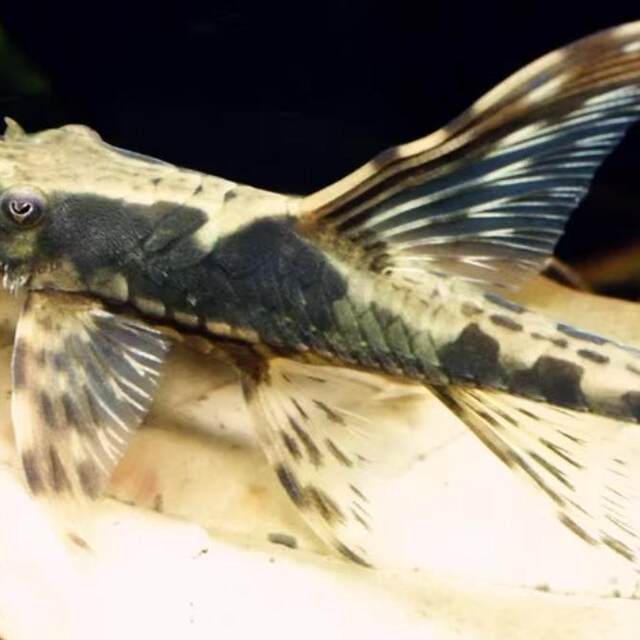 Freshwater fish tank scavenger crown helicopter tank cleaning algae ...