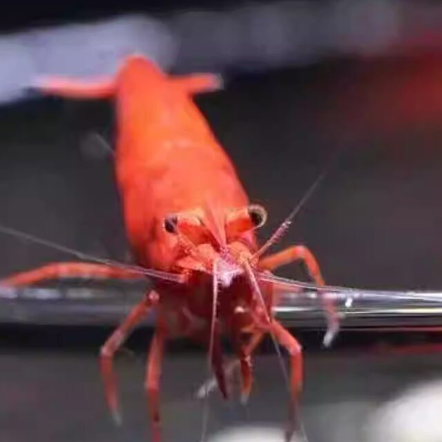 Extreme Fire Shrimp Ornamental Shrimp Live Pet Shrimp Extreme Fire ...