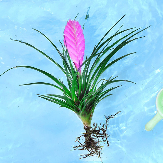 Ruyi Geely Wannianhong hydroponic plants green plants indoor water ...