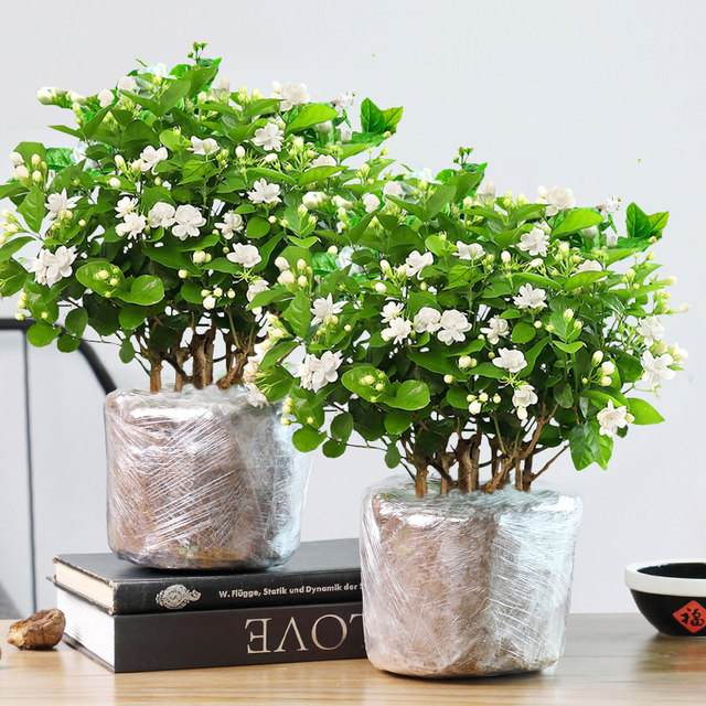 Jasmine seedling potted plant with bud gardenia flower plant indoor ...