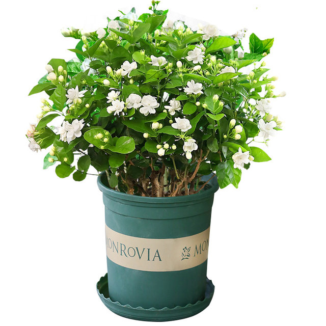 Jasmine seedling potted plant with bud gardenia flower plant indoor ...