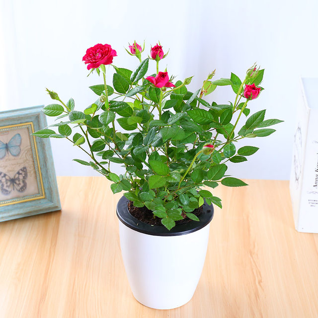 Mini small rose potted European flowering green plants Four seasons ...