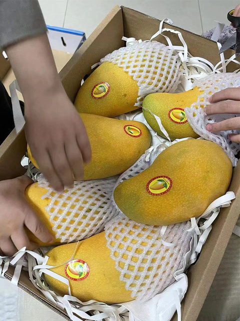 SF Express Hainan Jinhuang Mango 10Jin [Jin equals 0.5 kg] Gift box ...