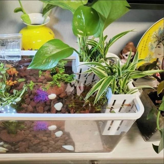 Fish tank hydroponic planting basket, water grass cup, plant fixed ...